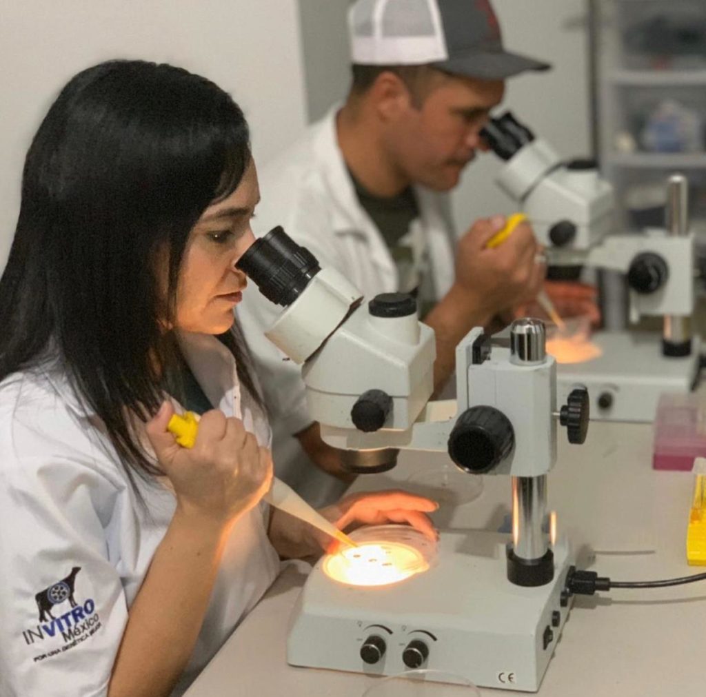Curso de Fertilización y Cultivo de embriones bovinos México 2026