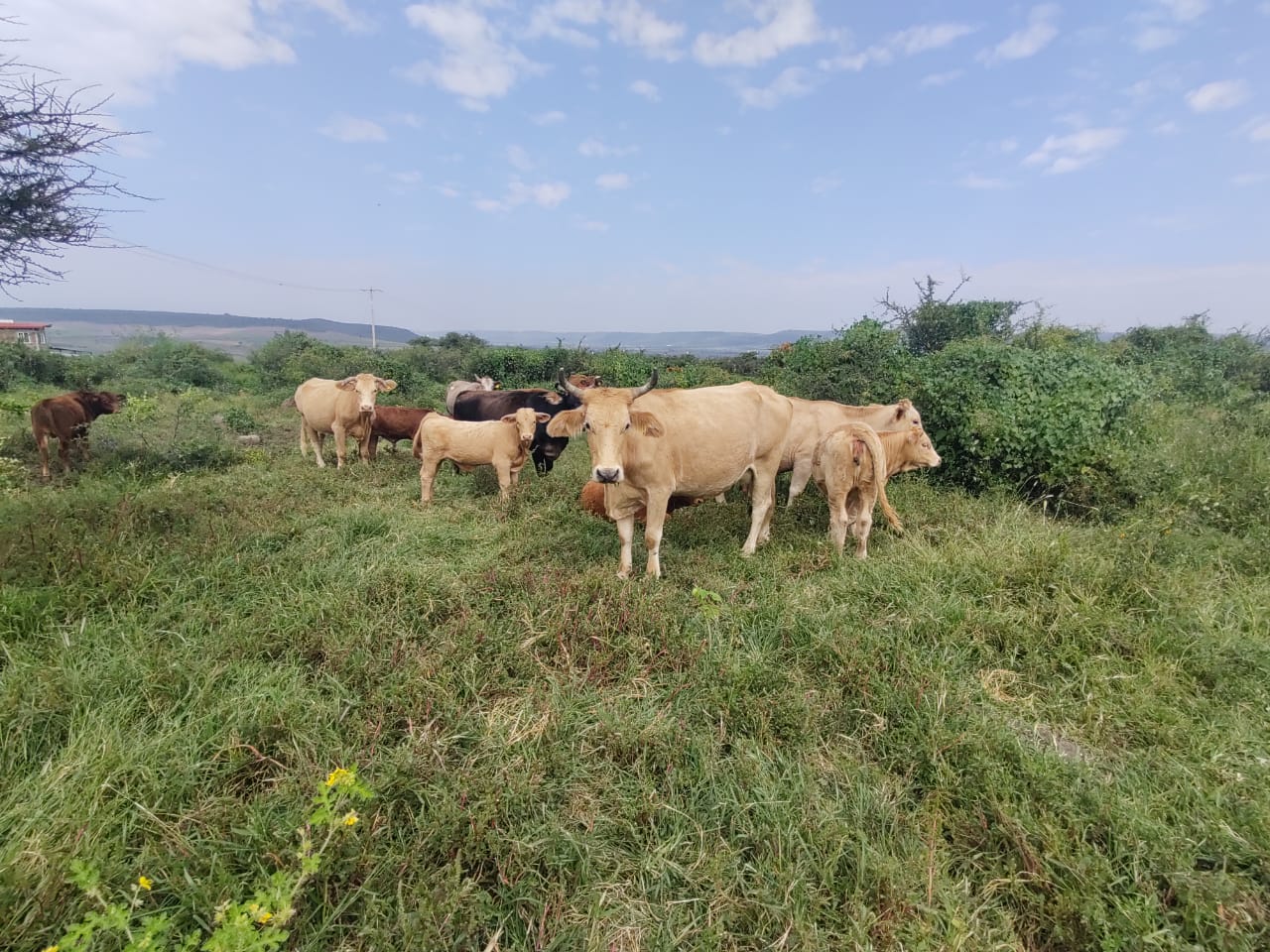 Advanced Techniques in Artificial Insemination in Cattle - Bovinos Virtual